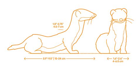 Least Weasel Mustela Nivalis Dimensions And Drawings
