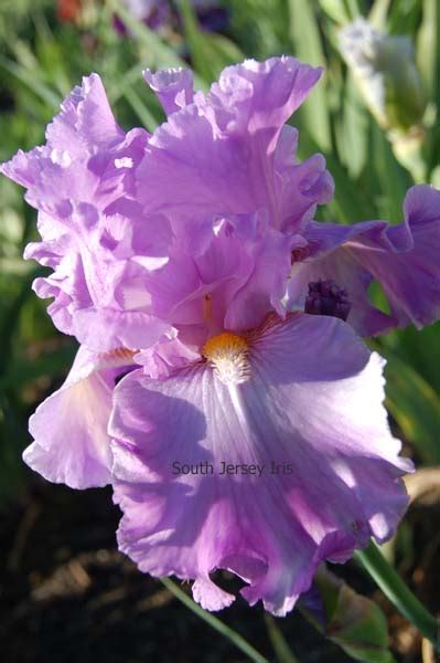 Ruffled Goddess South Jersey Iris