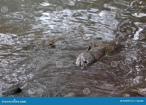 Dead Salmon Fish Stock Image Image Of Stinky Dead Decaying 64949113