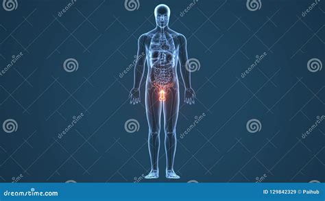 3d Illustration Of Male Reproductive System Anatomy Stock Illustration
