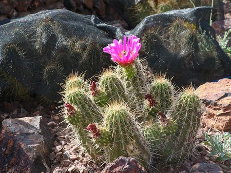 Some Cacti At Desert Botanical Gardens Album On Imgur
