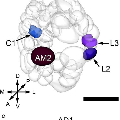 Sexually Dimorphic Glomeruli In B Doraslis A Eight Glomeruli Show
