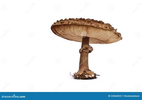 Toadstool Royalty Free Stock Image 49288738