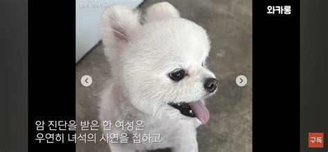 더쿠 입양3일만에 이상행동 보인 강아지 입양자에게 포기를 권하자 돌아온 대답