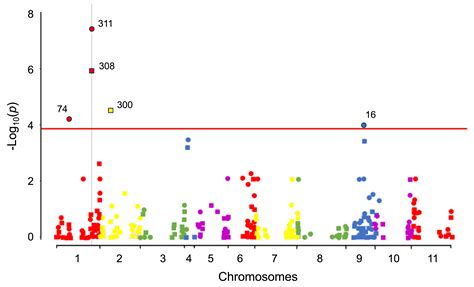 Finding Resistance Genes Of Common Bean To Common Bacterial Blight