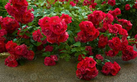 Large Bush With Many Red Roses Close Up Beautiful Floral Background