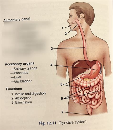Digestive System Diagram Quizlet