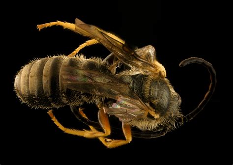 About Halictus Confusus Maryland Biodiversity Project
