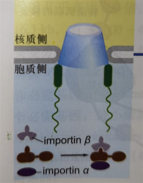 核糖体大小亚基在细胞核中装配的意义是什么？ 知乎