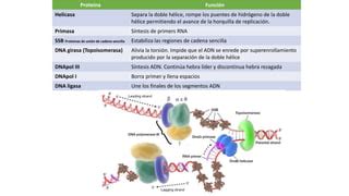 Replicación Adn Pdf