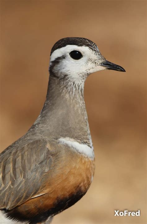 Charadrius Morinellus Flickr