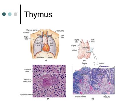 Exercise 38 The Lymphatic System And Immune Response