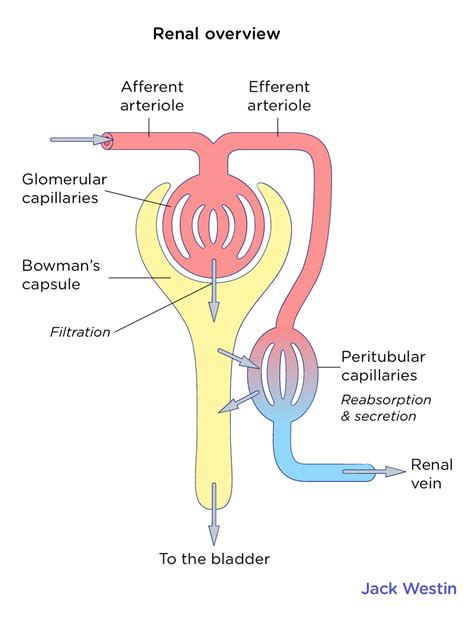 Nephron Structure Excretory System Mcat Content