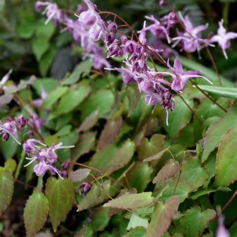 Großblumige Elfenblume Lilafee Epimedium Grandiflorum Lilafee