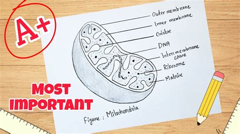Mitochondria Diagram Drawing And Labeling Easy Way To Draw Mitochondria