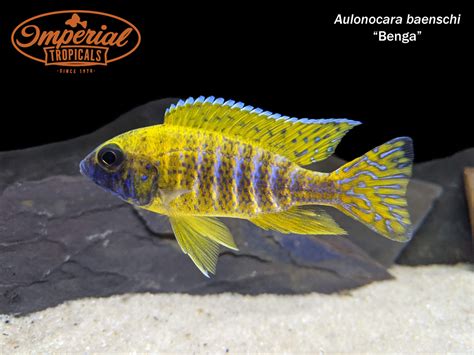 Yellow Bengasunshine Peacock Auloncara Baenschi Shop Imperial Tropicals