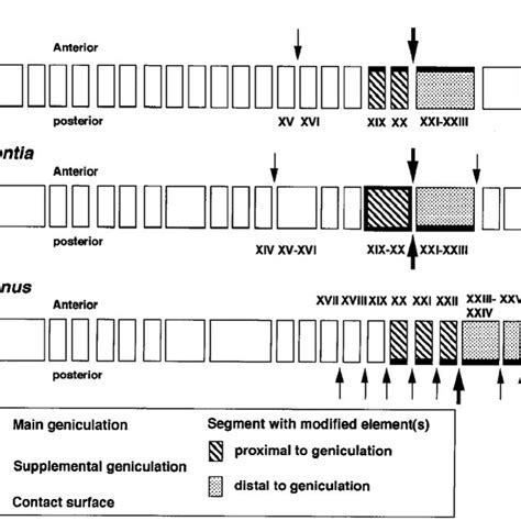 Schematic Illustrations Of 3 Types Of Geniculate Antennules In Male