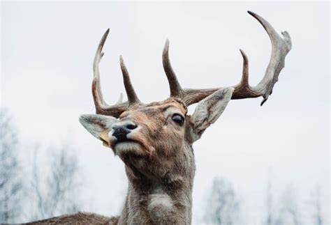 When Do Deer Start Growing Antlers Answered World Deer