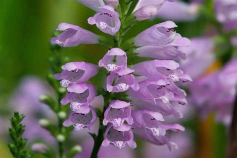 20 Types Of Wildflowers In Ohio Pictures Wildlife Informer