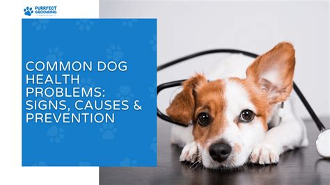9 Common Dog Health Problems A Guide To Keeping Your Furry Friend Healthy