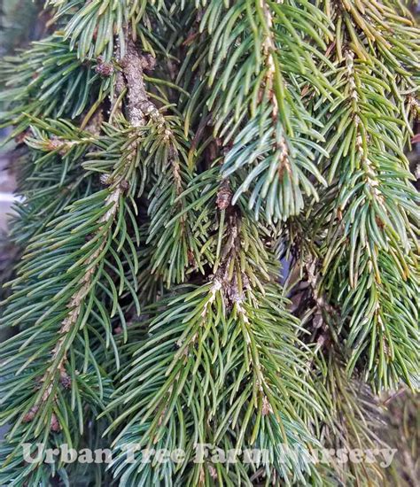 Picea Glauca Pendula Urban Tree Farm Nursery