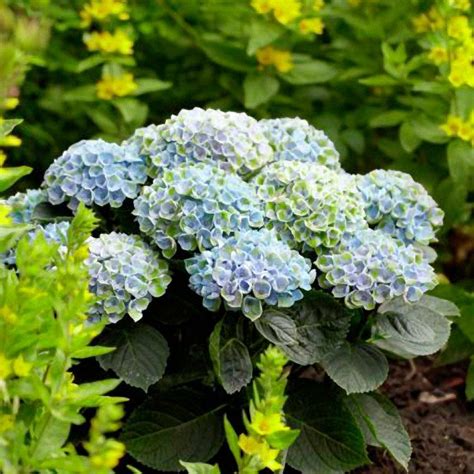 Hydrangea Everlasting™ Revolution Jackson And Perkins