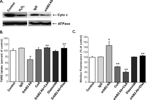 Erbb2 Mediated Signaling Occurs Through A Mitochondria Dependent