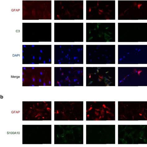 Y27632 Transformed The Naive Astrocytes And The A1 Reactive Astrocytes