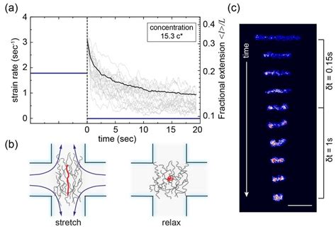 Single Molecule Studies Of Polymer Relaxation In Entangled Dna