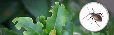 Effective Black Vine Weevil Control Icl Uk