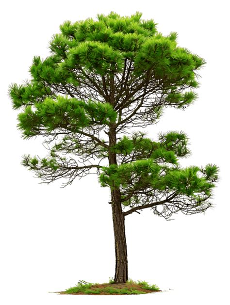 Pine Tree Png Pngs For Free Download