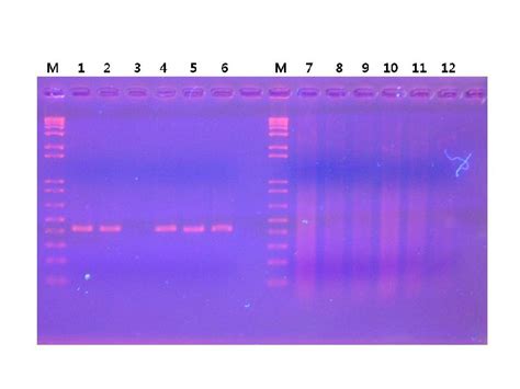 갤러리 Dku 생명과학전공
