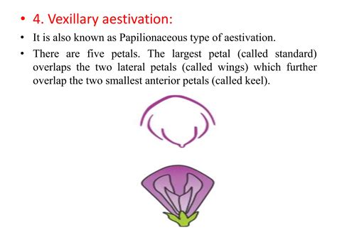 Aestivationpptx Explanation Of Aestivation Pptx