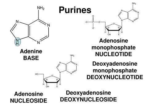 Ppt Nucleic Acids The Ultimate Building Blocks Powerpoint Presentation Id 4054375