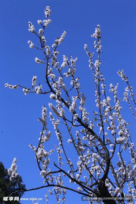 杏花 摄影图花草生物世界摄影图库昵图网