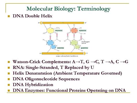 Coding For Dna Computing Combinatorial And Biophysical Aspects