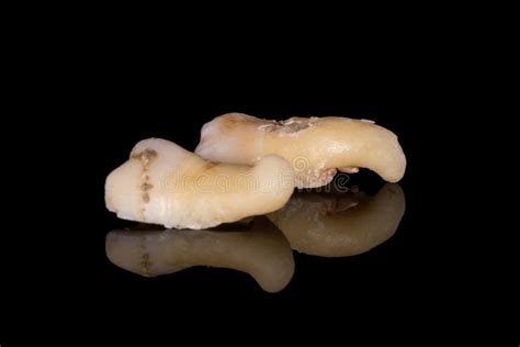 A Closeup Of A Sectioning Right Lower Third Molar With Curved Root Adult Tooth Number 48 Stock