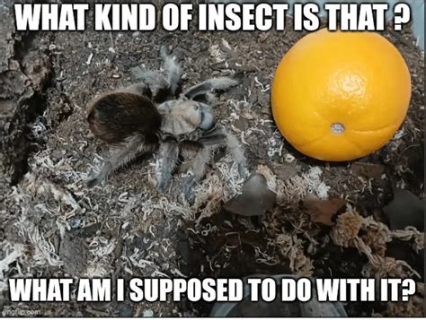 20 Spider Memes That Are Web Solutely Hilarious Funny