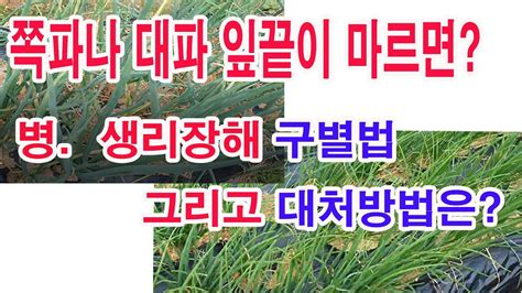 쪽파 재배 대파 재배 쪽파나 대파 잎끝이 마르면 쪽파 대파 병 생리장해 구별법 그리고 대처방법은노균병 검은점무늬병 잎마름병 쪽파 대파 관수 방법 등