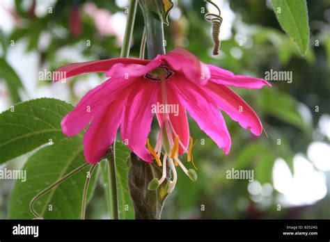 Pink Passionflower Passiflora Antioquiensis Hanging In Glasshouse