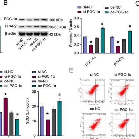 Pgc 1αpparγ Pathway Involves In Primary Hippocampal Neuronal Repair