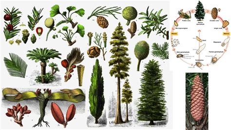 Lytic Cycle Definition Steps Importance Examples Biology Notes