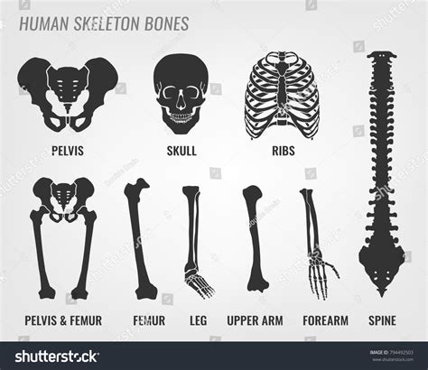 Human Skeleton Bones Vector Illustration Flat Stock Vector Royalty Free 794492503 Shutterstock