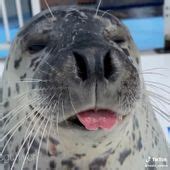 Seal Pfp Aesthetic