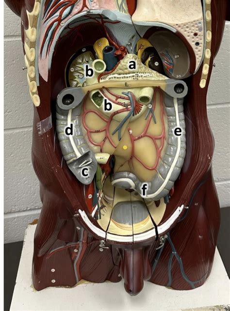 Digestive System Model 11 Diagram Quizlet