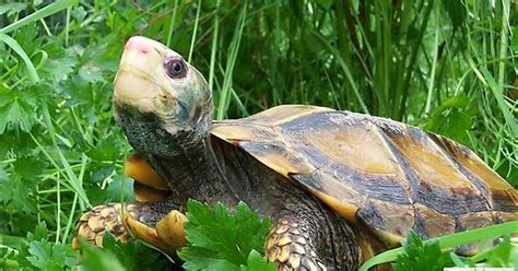 Impressed Tortoise Is Not Impressed Imgur