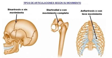 Articulaciones Del Cuerpo Humano Areaciencias