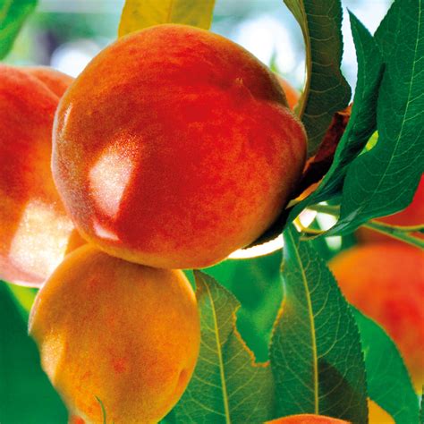 Prothioconazole Fungicides Sipcam Oxon