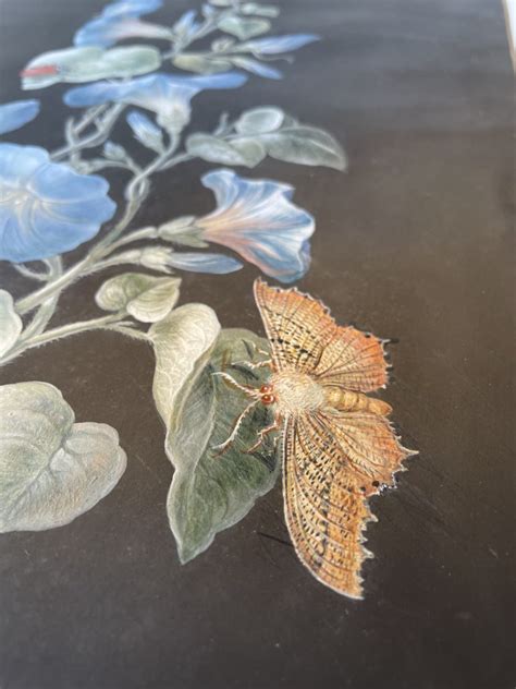 Barbara Regina Dietzsch Botanical Artist Of Enlightenment Germany
