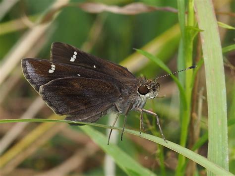 Clouded Skipper